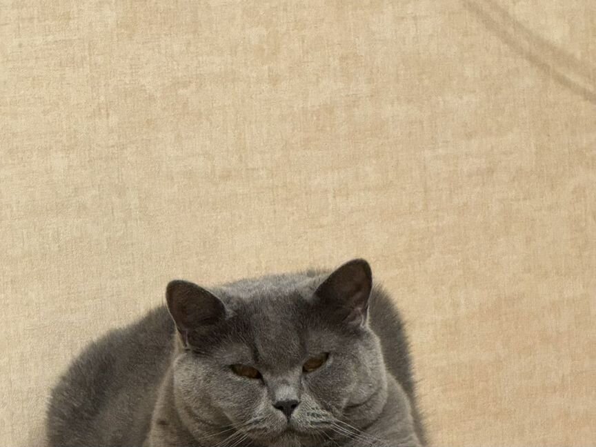 Британский длинношерстный кот