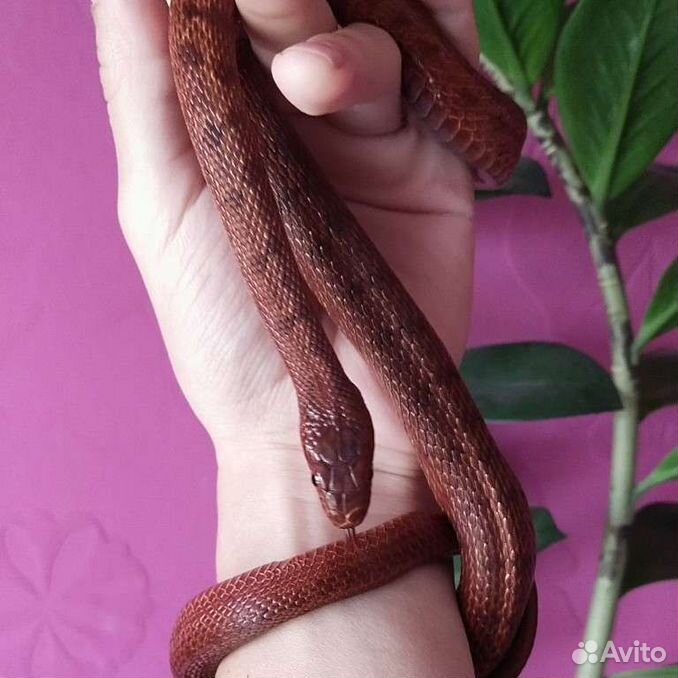 Змея узорчатый полоз