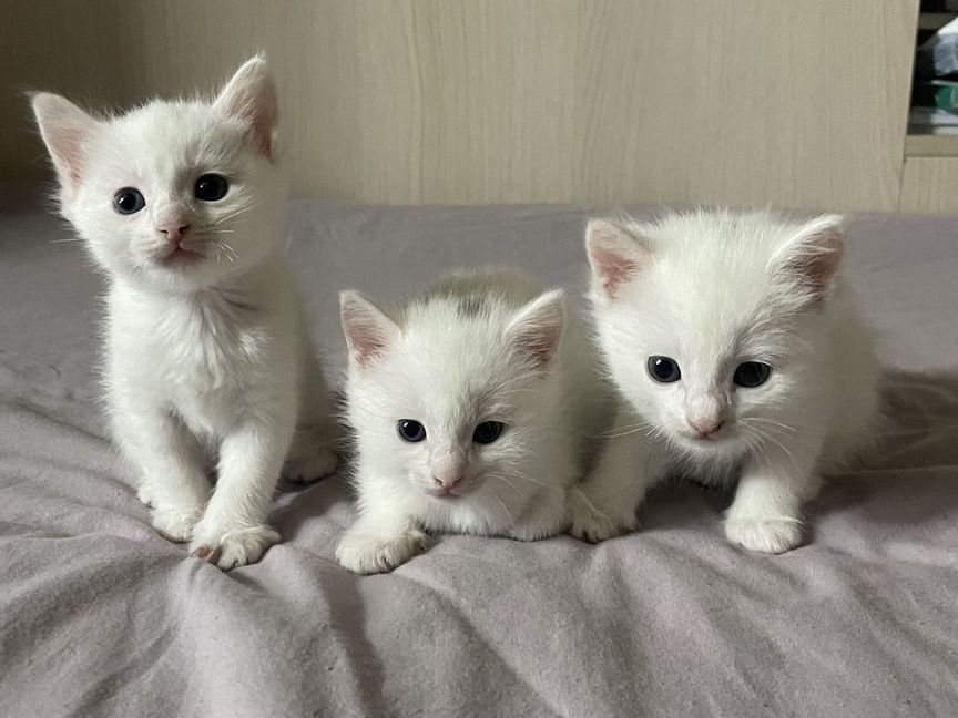 Котята в добрые руки 1 месяц