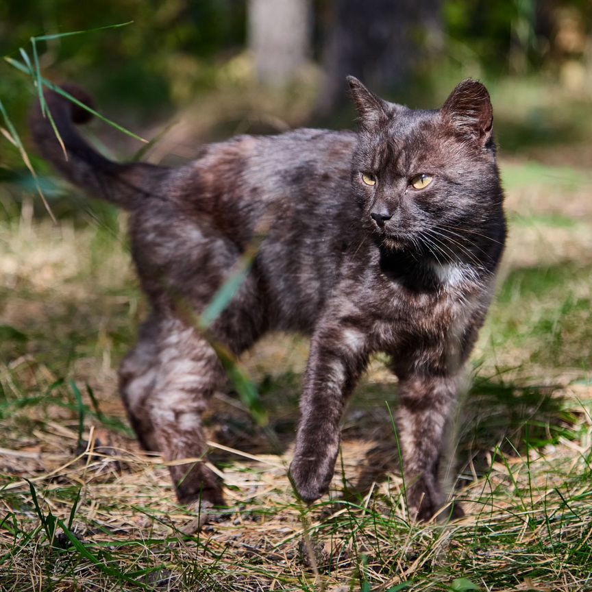 Редкий котик в добрые руки