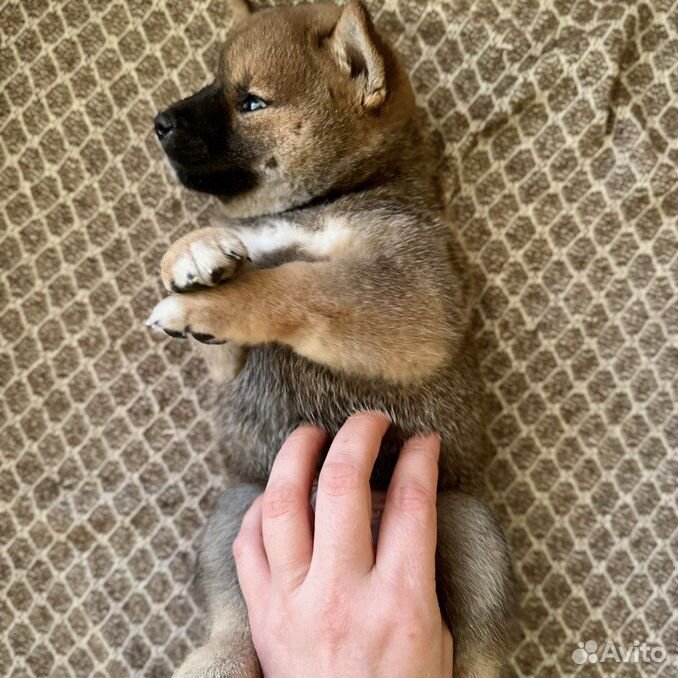 Продается клубный щенок Сиба-ну