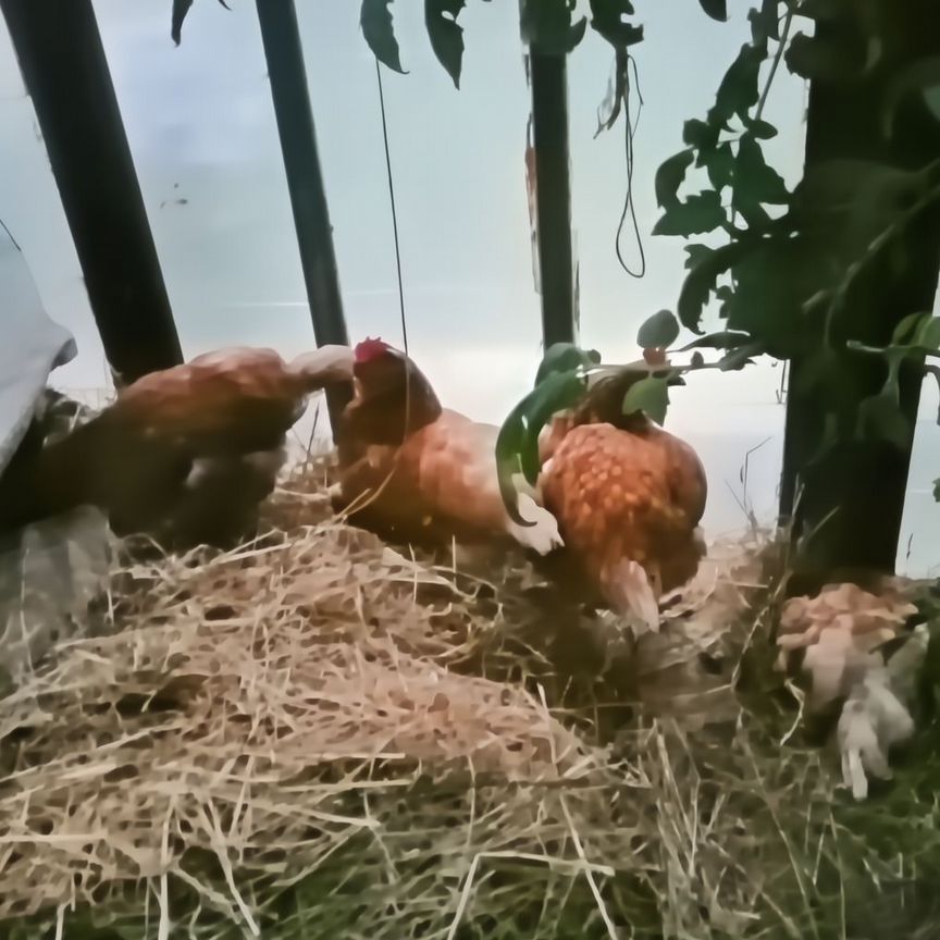 Курицы несушки домашние