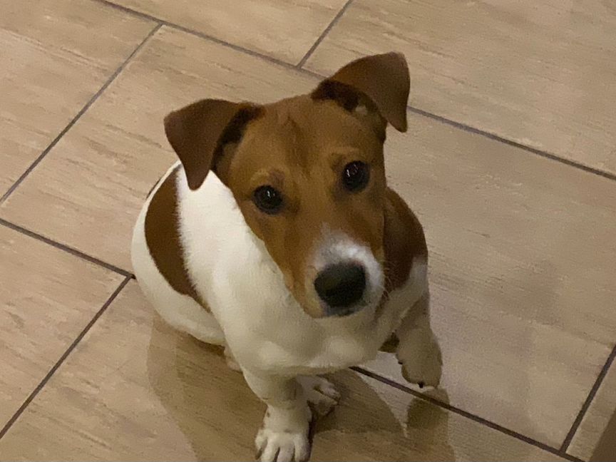 Щенки джек рассел терьер