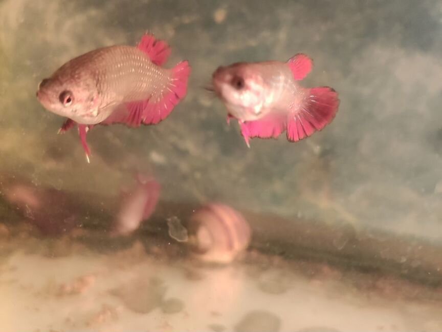 Рыбки, улитки