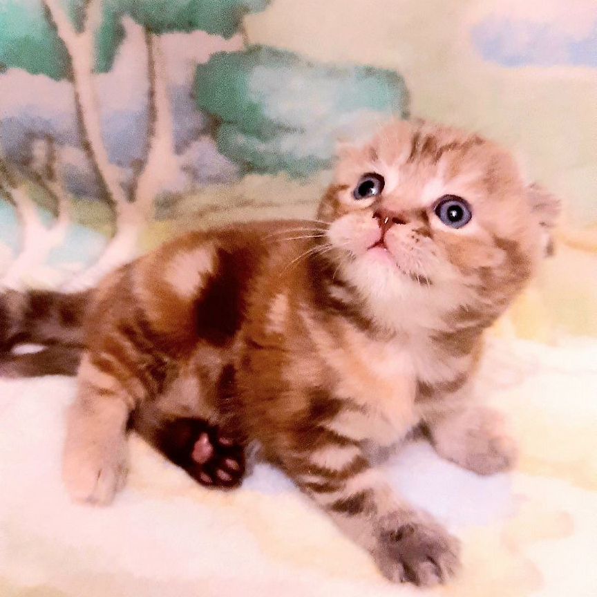 Шотландский вислоухий короткошёрстный котёнок