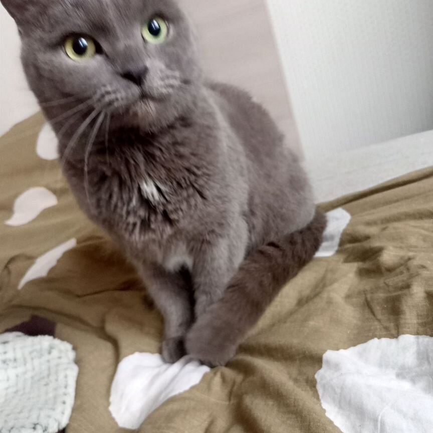 Потерялся кот или кошка. мы не знаем