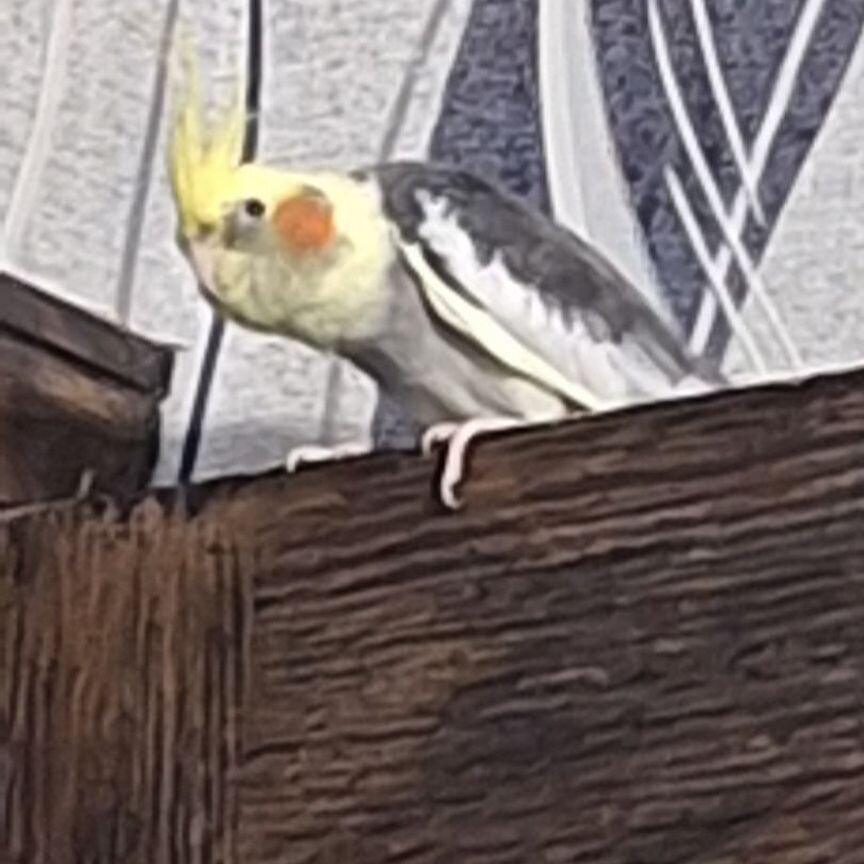 Попугай корелла с клеткой