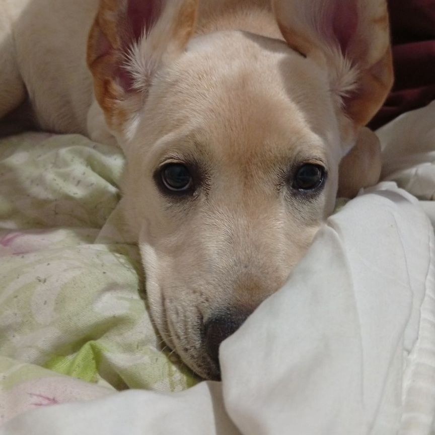 Лабрадор-ретривер, щенок