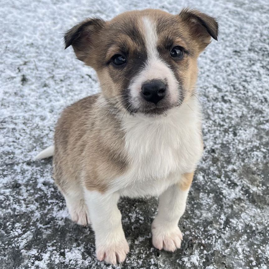 Щенок в добрые руки