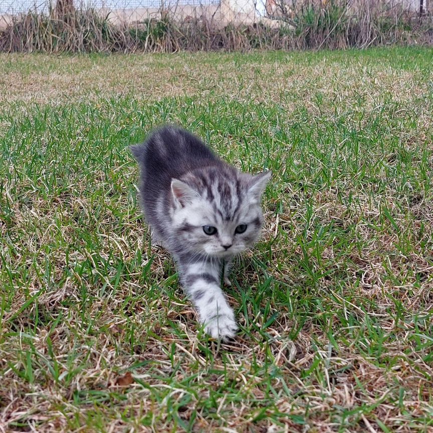 Британский котёнок