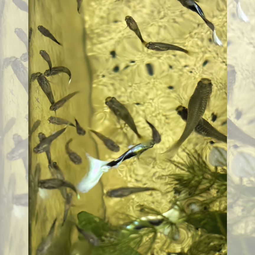 Гуппи канада