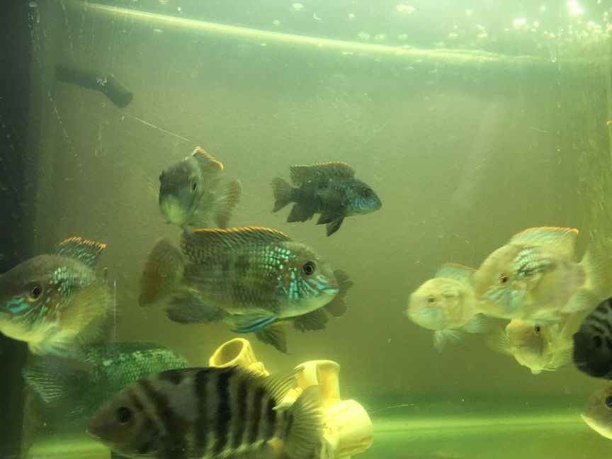 Акара бирюзовая, пчелка, черный полосатик