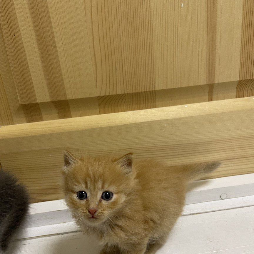 Маленький котёнок в добрые руки