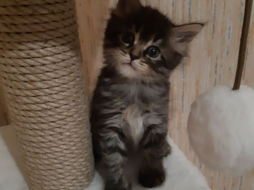 Котята мейн-кун