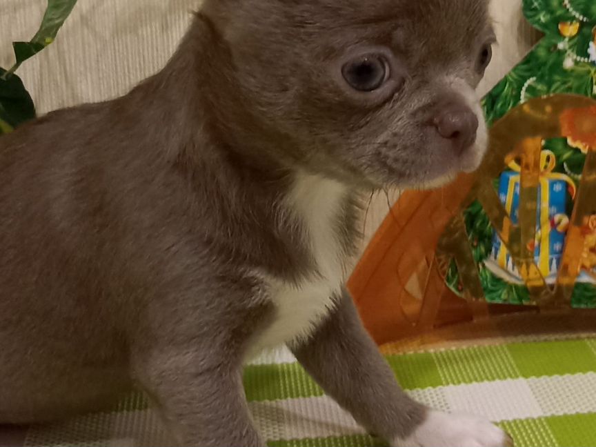 Лиловая красотка