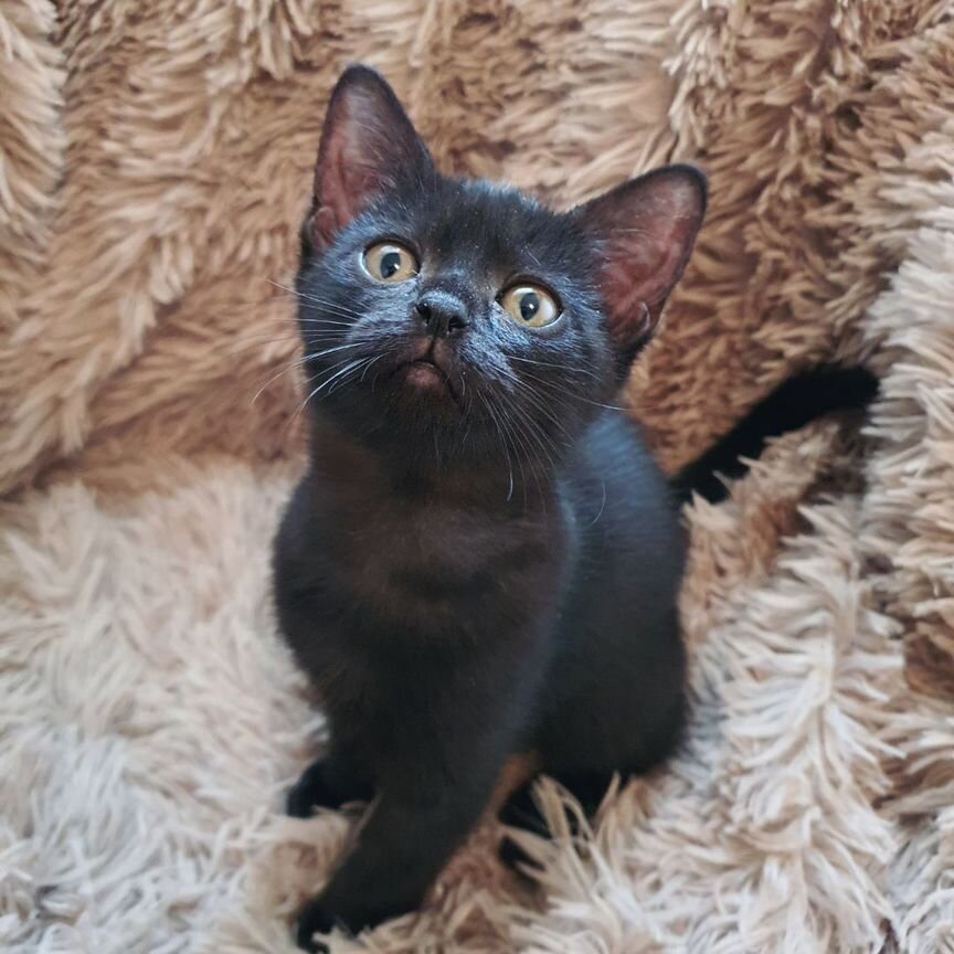 Котенок идёт дом