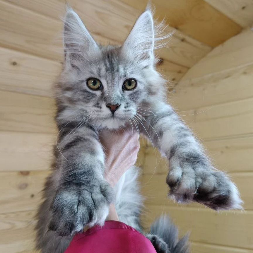 Мейн-кун котёнок