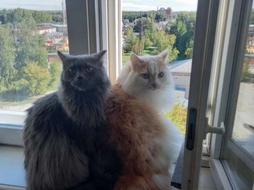 Отдам кота в добрые руки