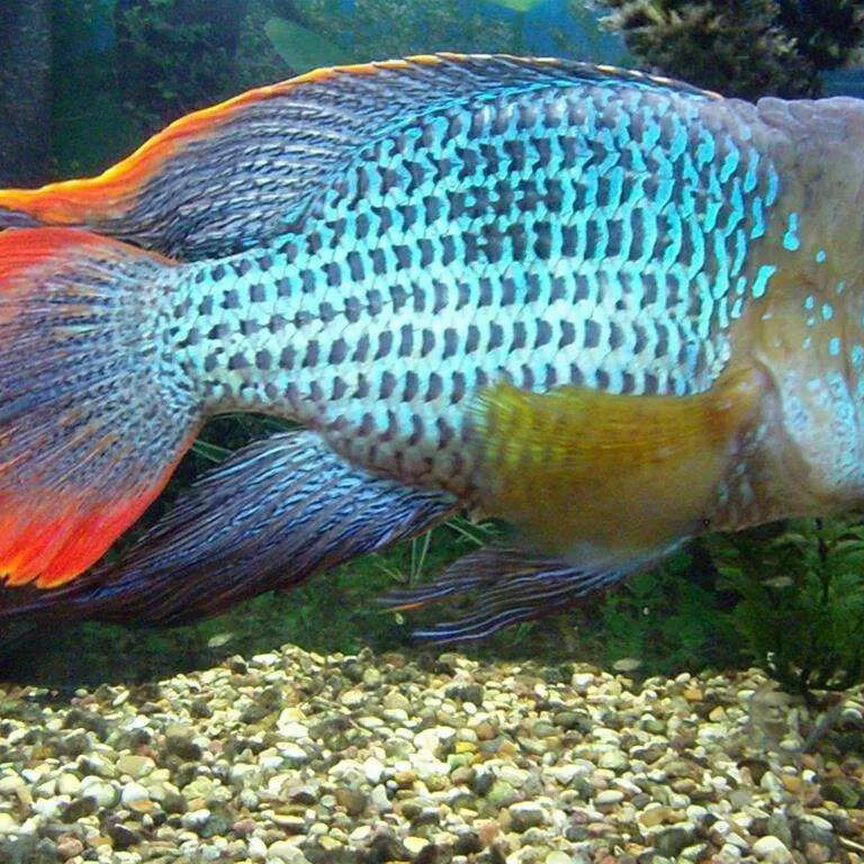 Аквариумные рыбки