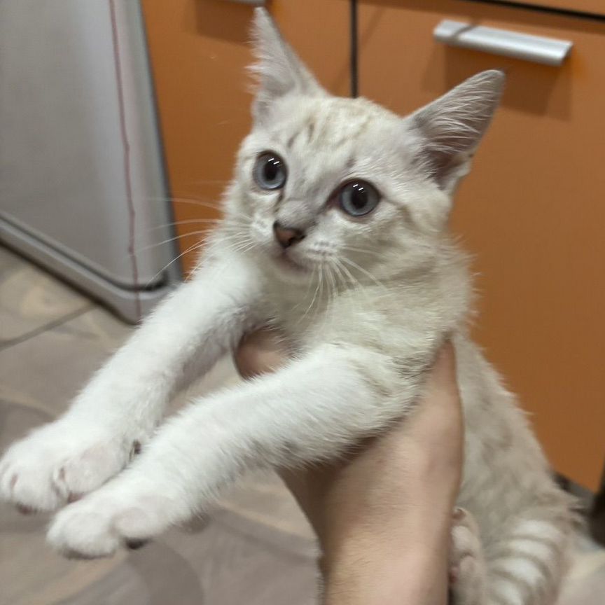 Котенок
