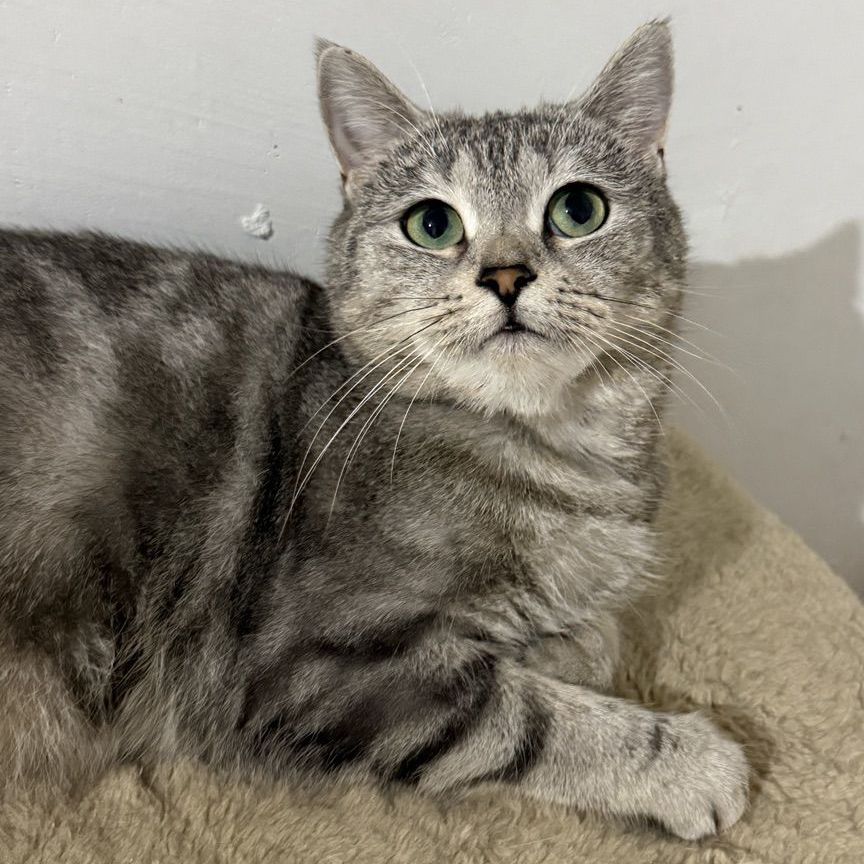 Британская короткошёрстная, взрослая кошка