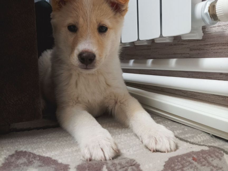 Щенок девочка в добрые руки,смесь с породой Акита