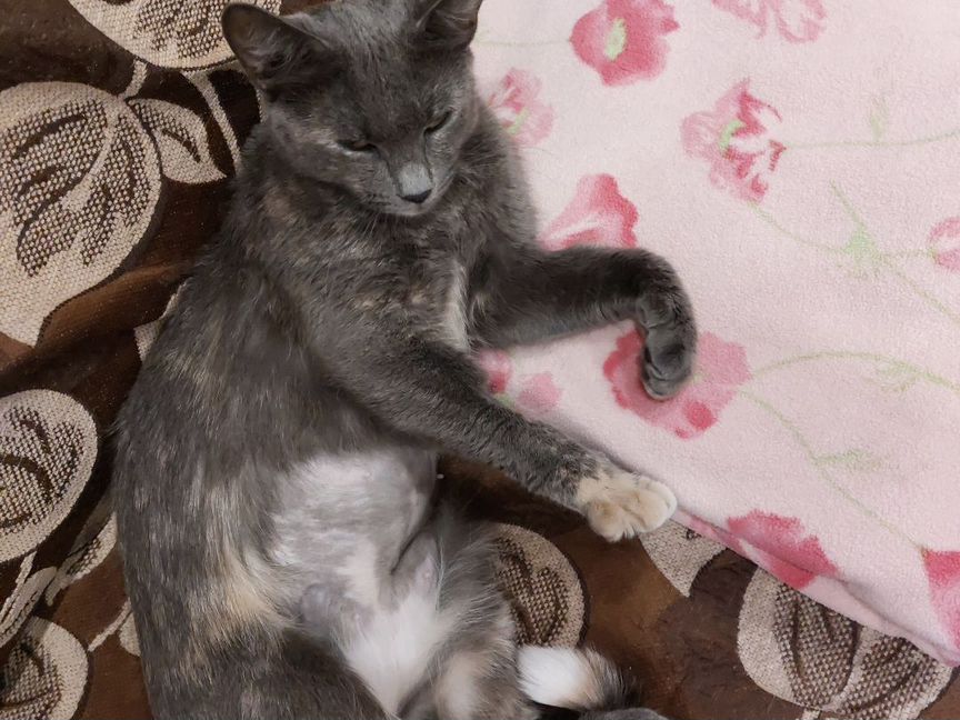 Кошка