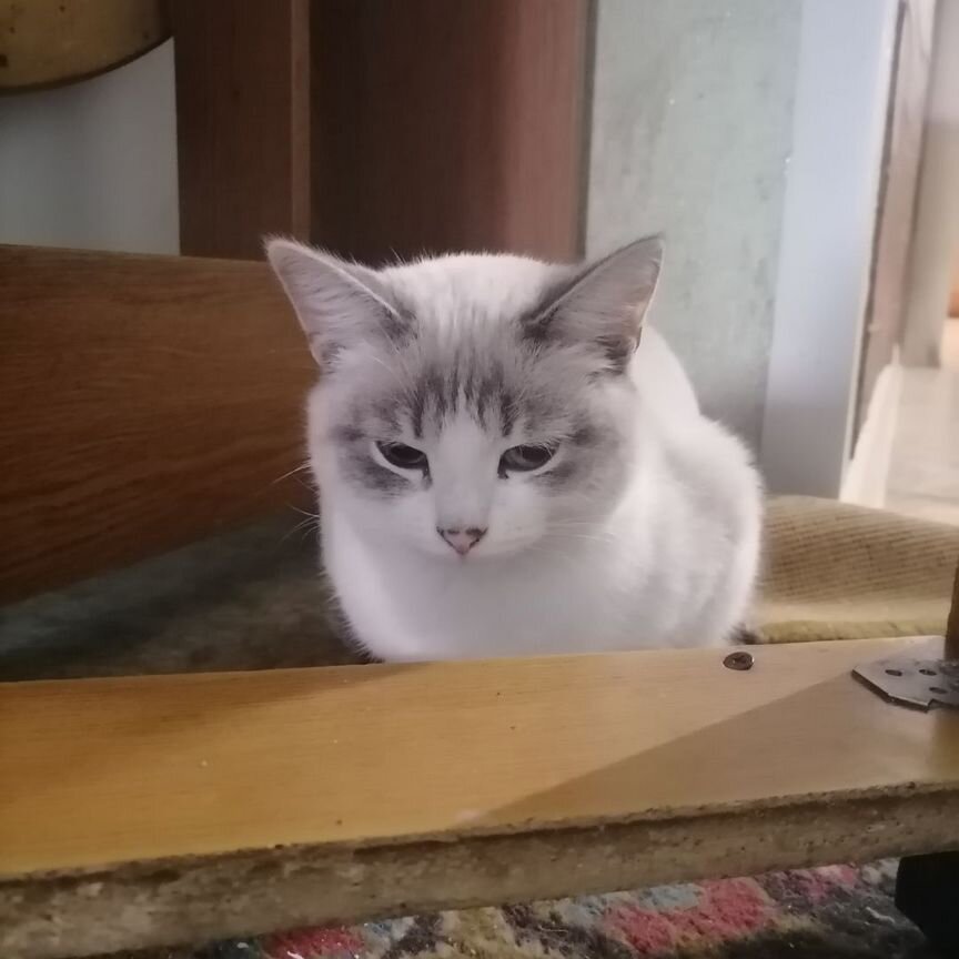 Кот 6 месяцев