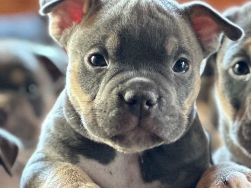 Американский булли детки