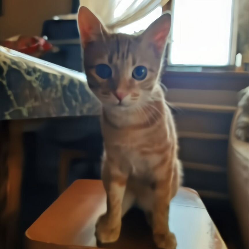 Котёнок в добрые руки