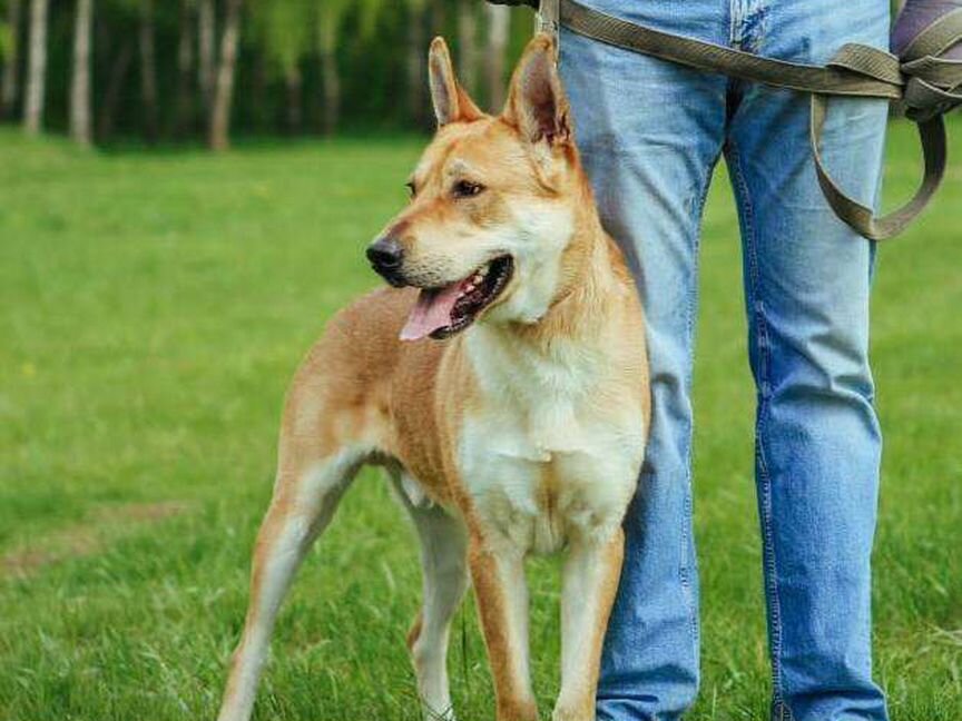 Золотой пёс Шнапс пропадает в приюте