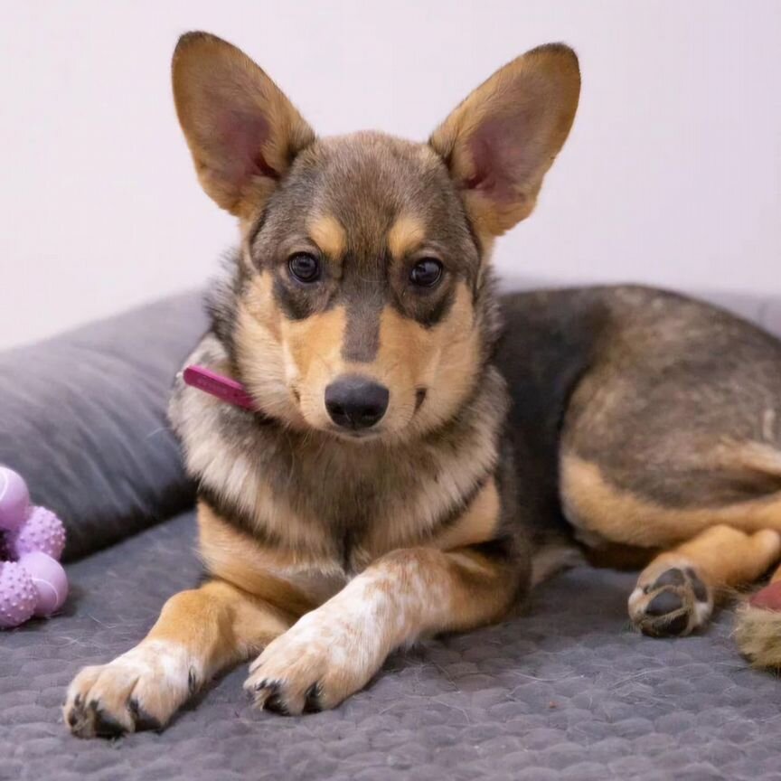 Маленькая собачка в добрые руки