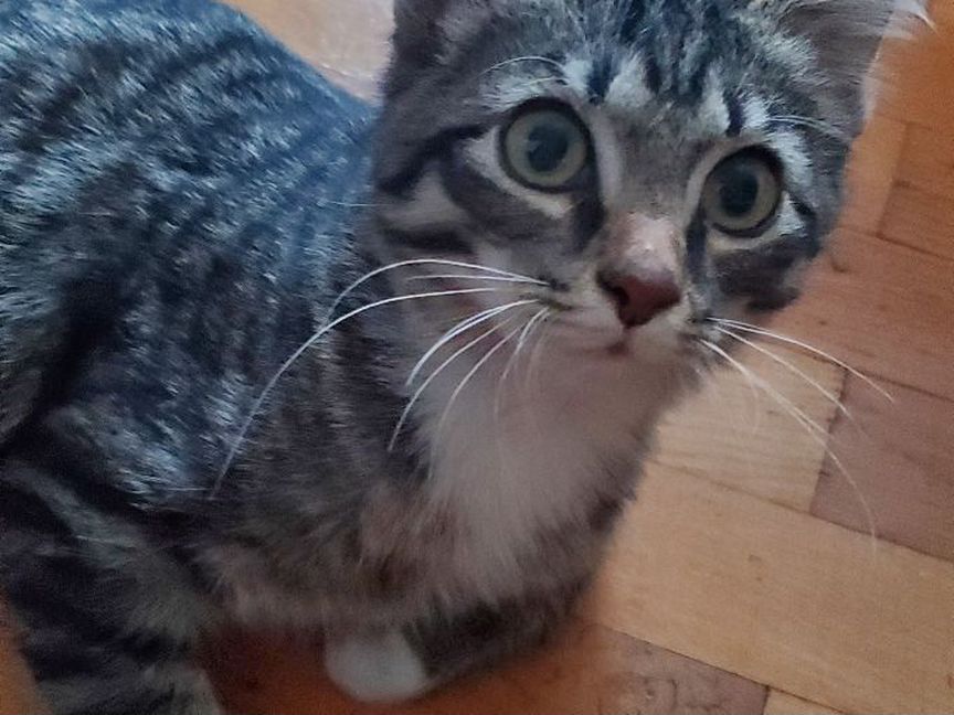 Котёнок
