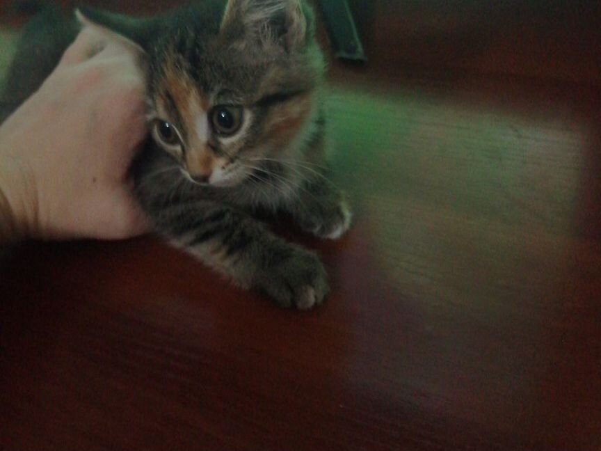 Кошка