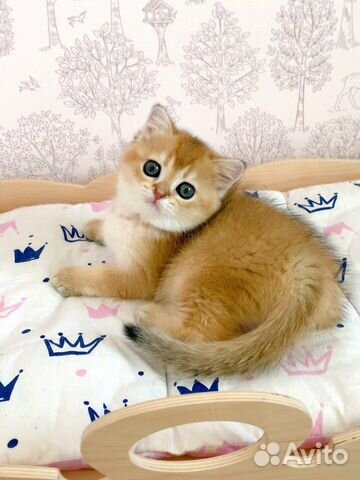 Котик золотая шиншилла