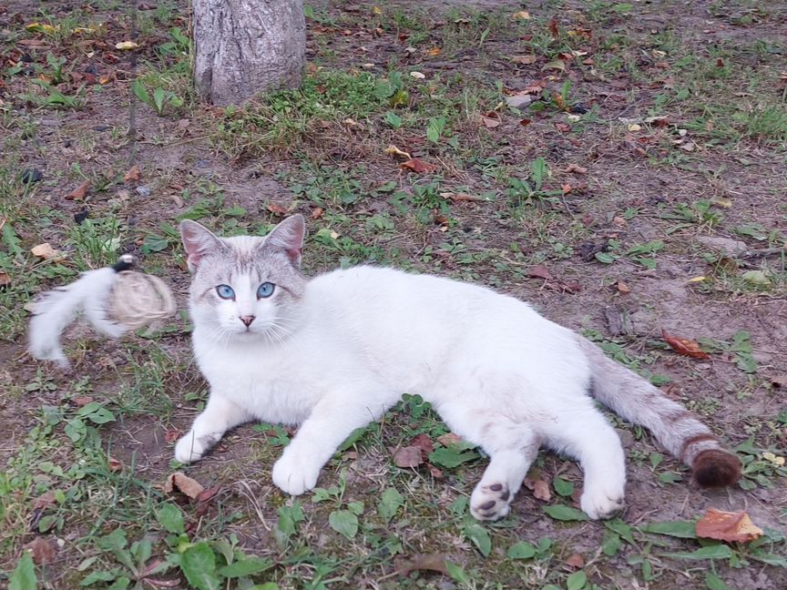 Отдам в добрые руки-Котик породистый