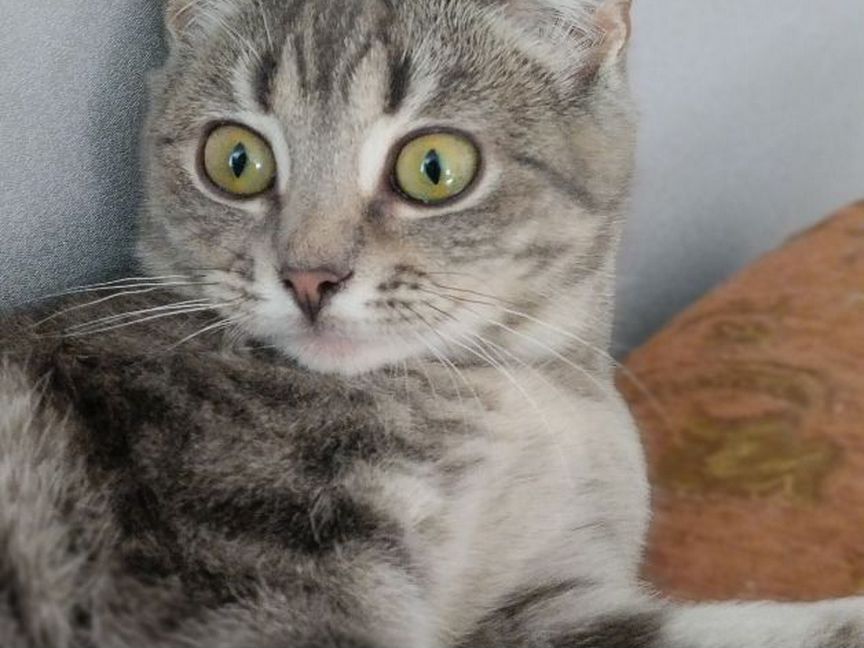 Маленькие кошечки