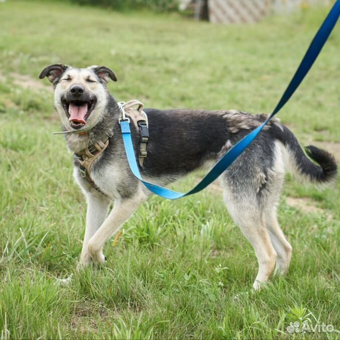 Собаки бесплатно. Дженни