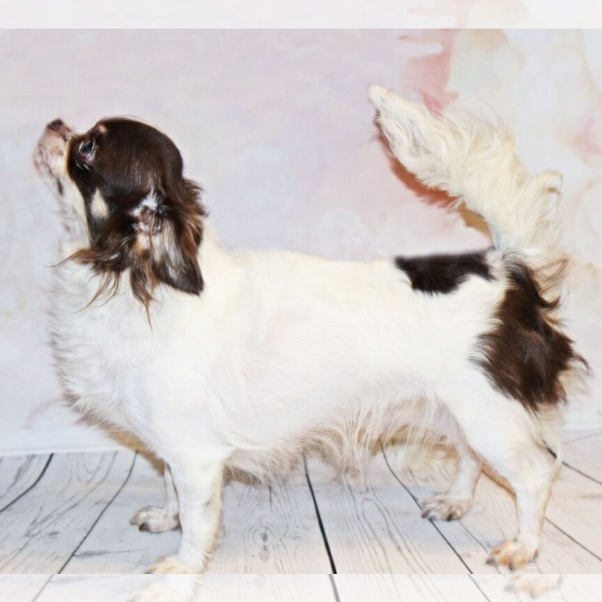 Молодая взрослая девочка чихуахуа