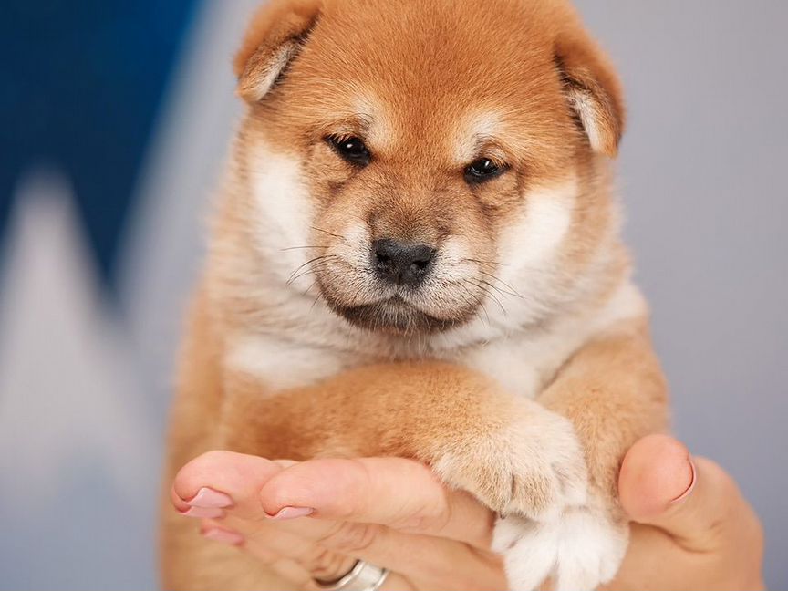 Щенки сиба ину