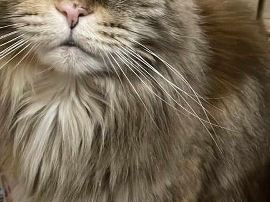 Мейн-кун в добрые руки бесплатно