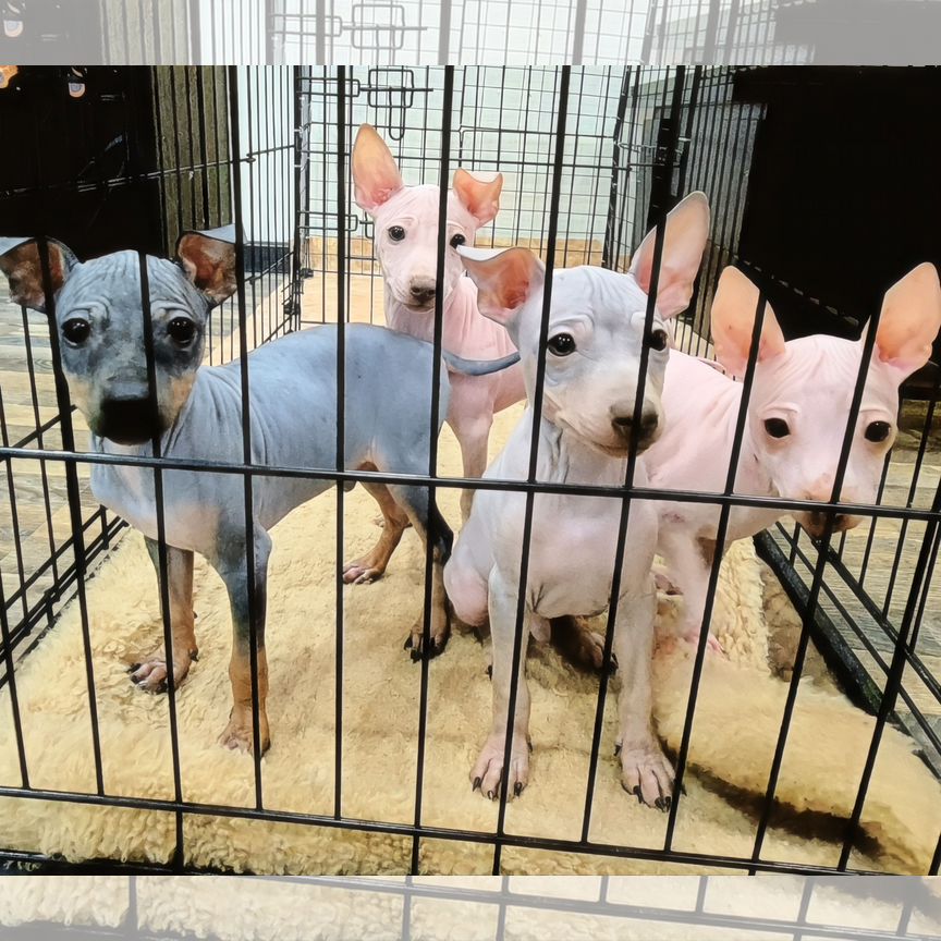 Американский голый терьер, щенок