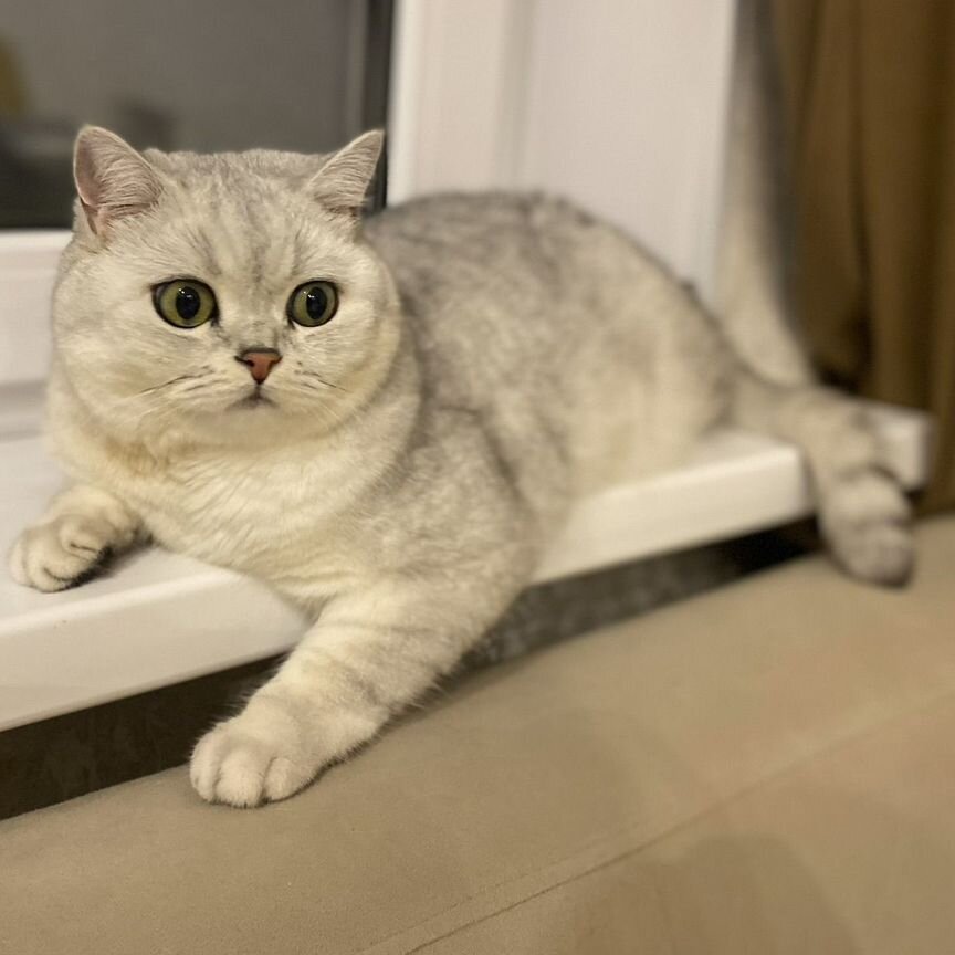 Британский короткошёрстный кот, взрослый