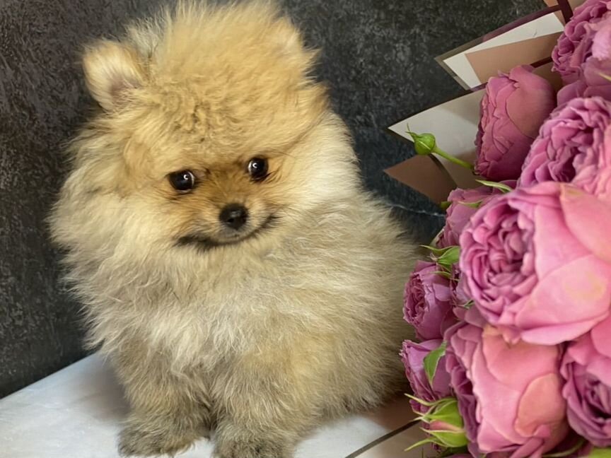 Померанский шпиц