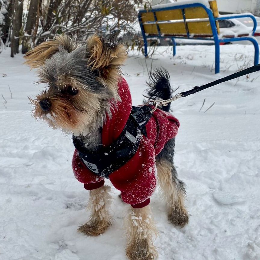 Йоркширский терьер мальчик