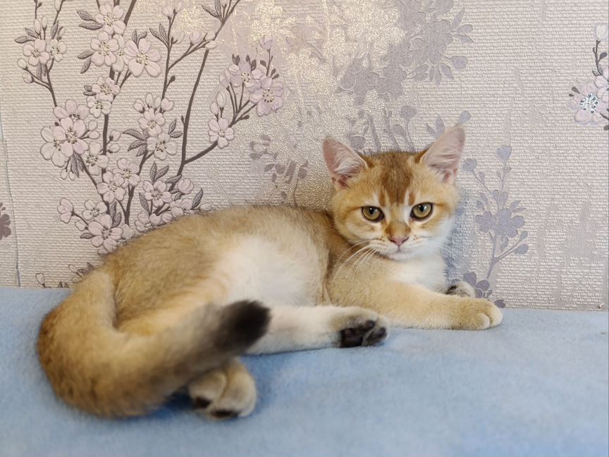 Котята золотая шиншилла