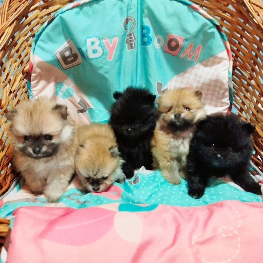 Померанский шпиц мини