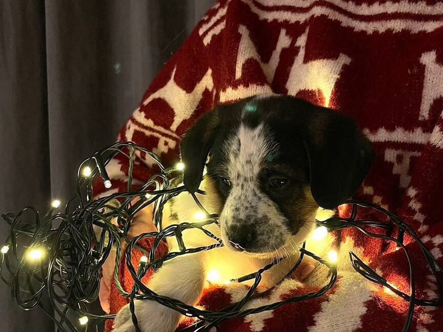 Щенок Веснушка в добрые руки