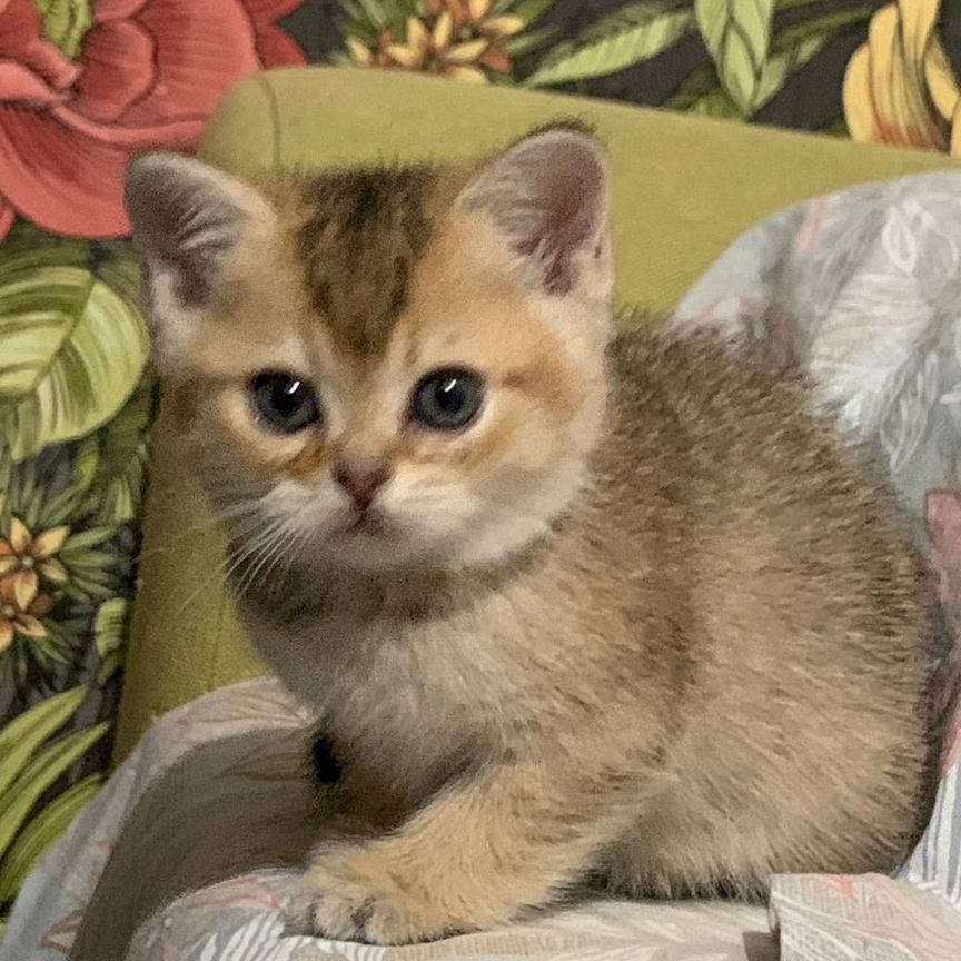 Британец котёнок 2 месяца