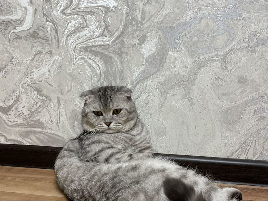 Кот для случки